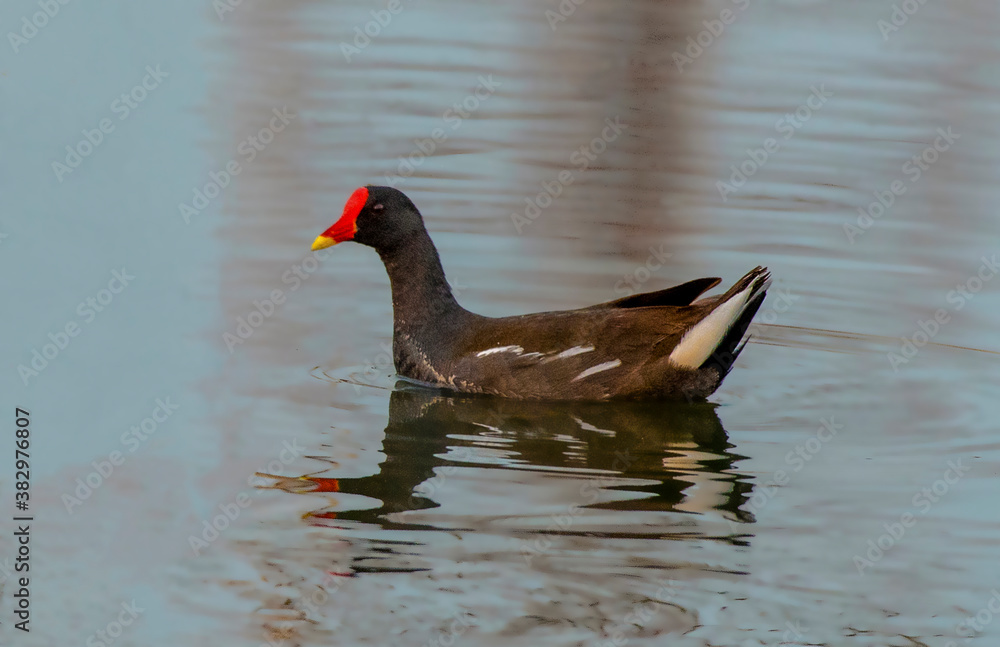 The common moorhen, also known as the waterhen or swamp chicken, is a ...