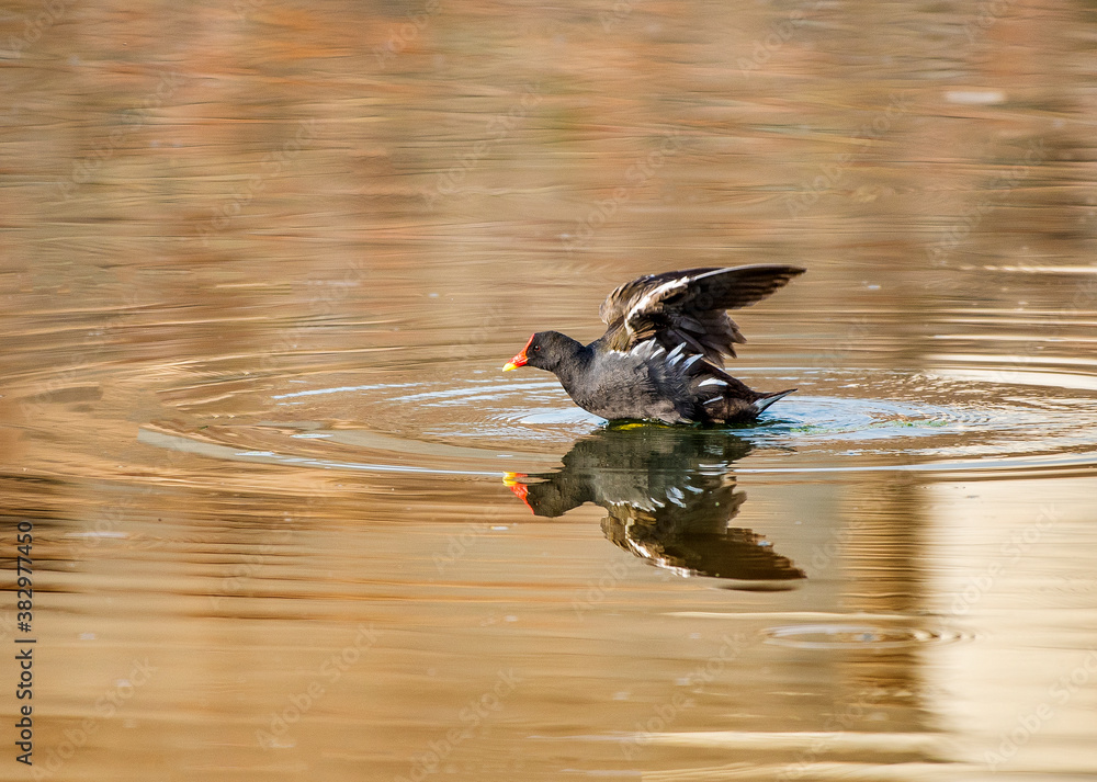 The common moorhen, also known as the waterhen or swamp chicken, is a ...
