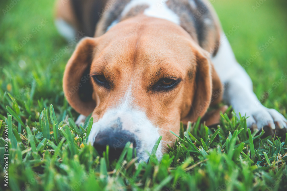 Beagle pensando Stock Photo | Adobe Stock