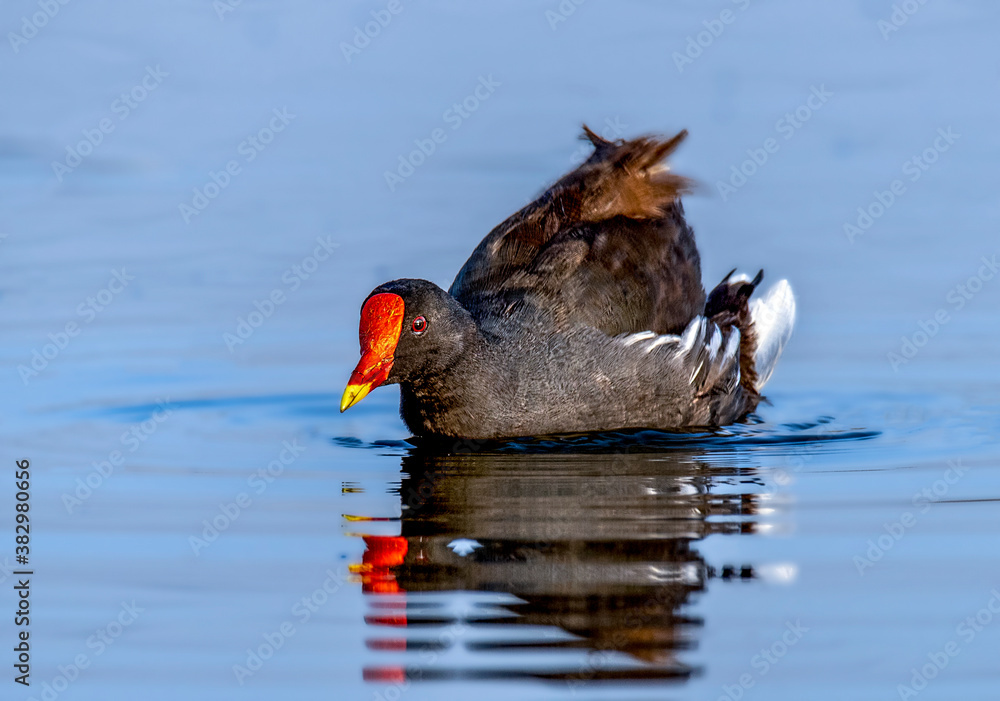 The common moorhen, also known as the waterhen or swamp chicken, is a ...