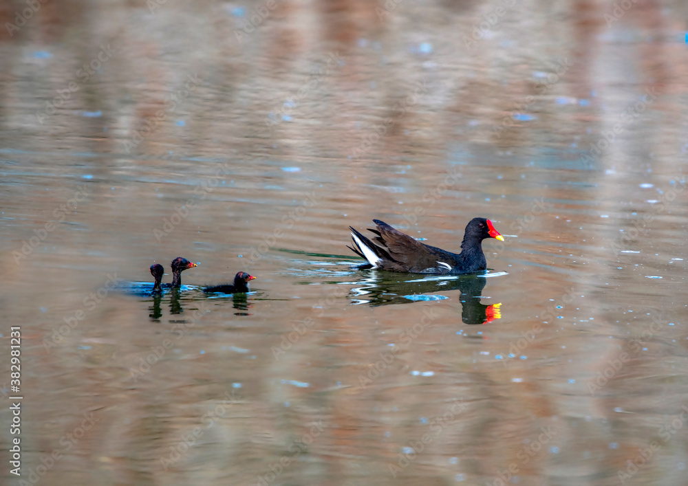 The common moorhen, also known as the waterhen or swamp chicken, is a ...