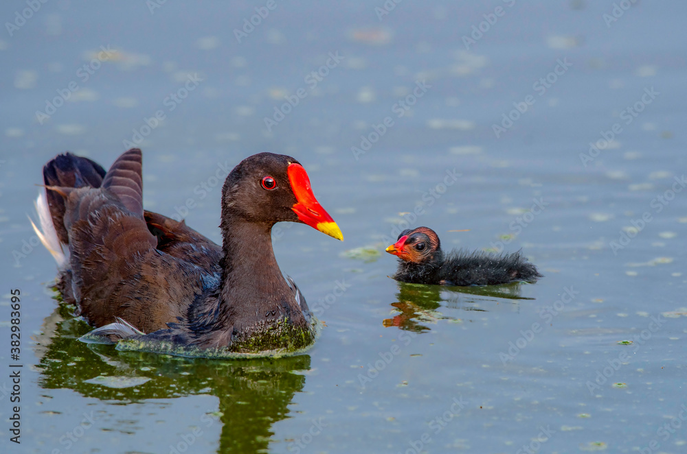 The common moorhen, also known as the waterhen or swamp chicken, is a ...