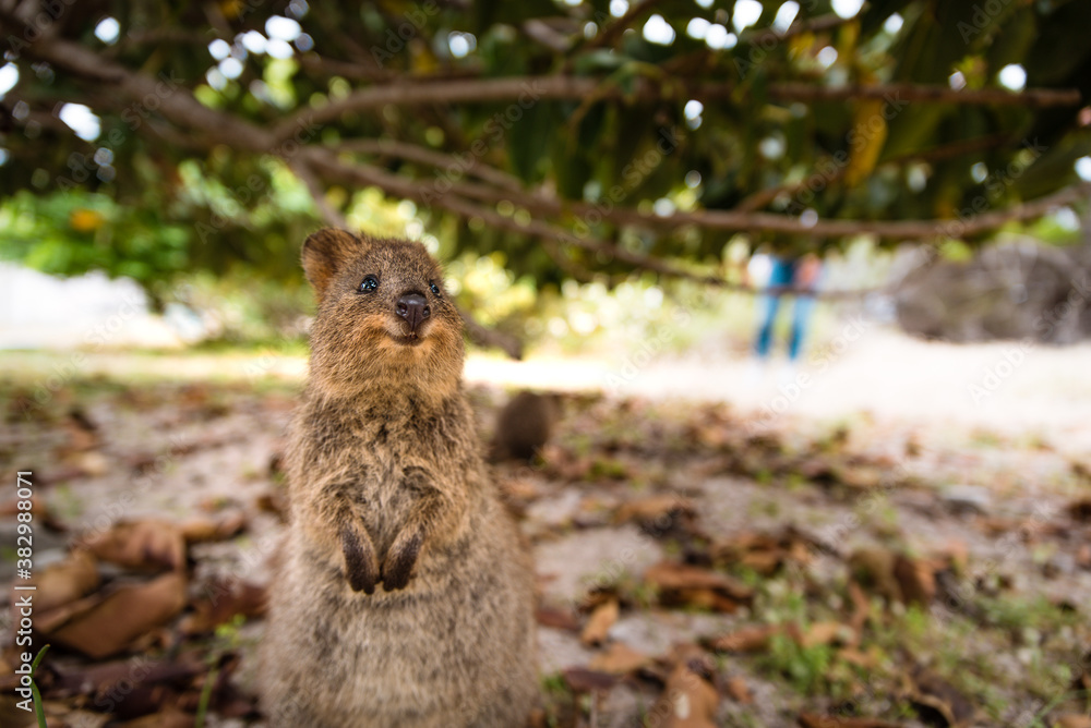 Smiling quokka posing for the camera, Rottnest Island, Western ...