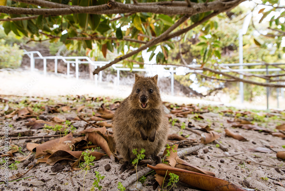 Cute quokka smiling at the camera. Happy quokka on Rottnest Island ...