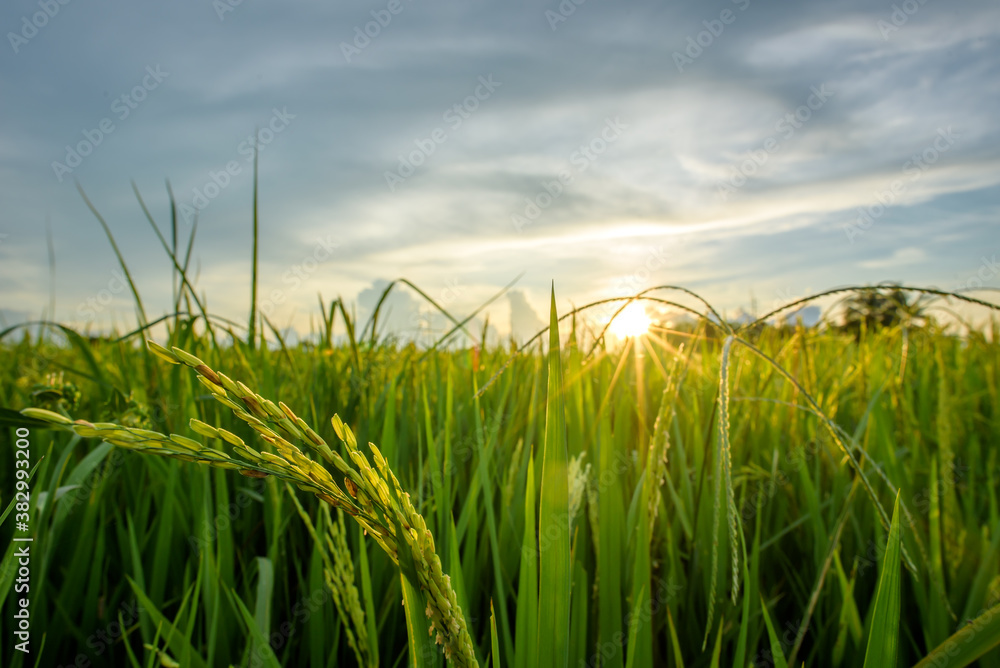Green rice field or young rice plant in beautiful rice fields and ...