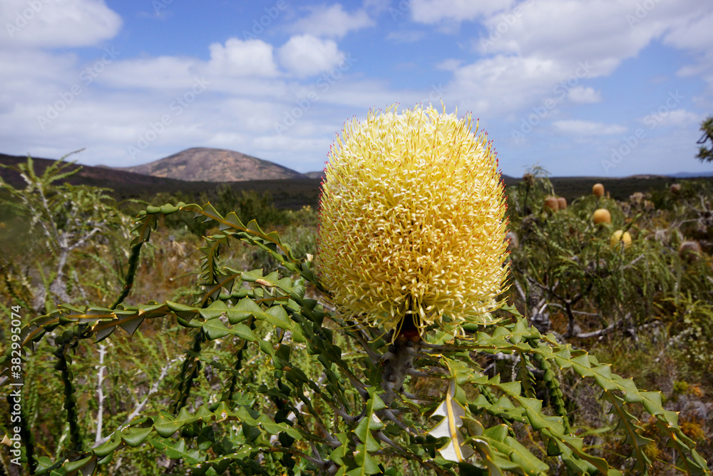 Native Australian wildflower: Bright yellow flower of Banksia speciosa ...