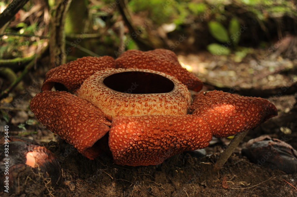 Rare tropical giant flower rafflesia arnoldii in full bloom in Borneo ...