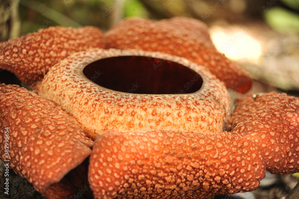 Rare tropical giant flower rafflesia arnoldii in full bloom in Borneo ...