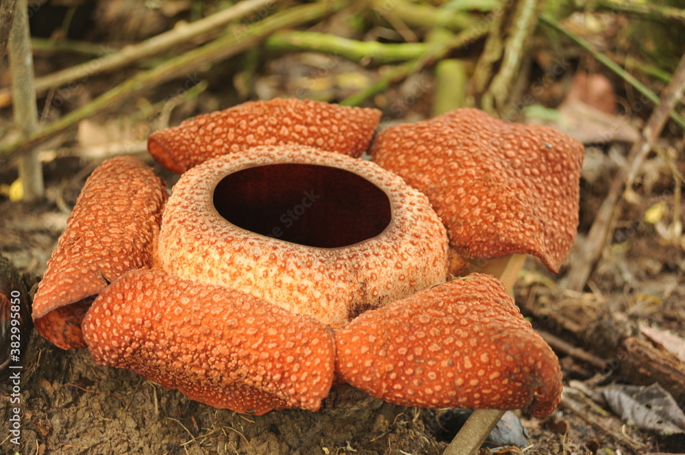 Rare tropical giant flower rafflesia arnoldii in full bloom in Borneo ...