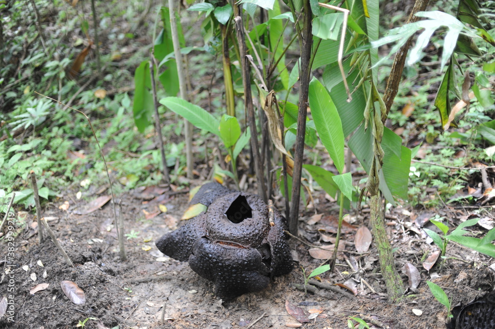 Dead withered tropical giant flower rafflesia arnoldii corpse in Borneo ...