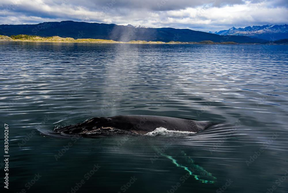 Whales in the Beagle Channel. Beagle Channel is a strait in Tierra del ...