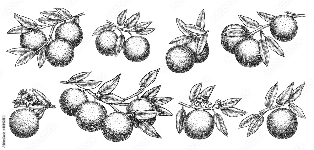 Orange Drawing Outline