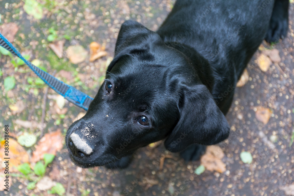 Black Labrador with a dirty nose after digging a hole in the ground ...