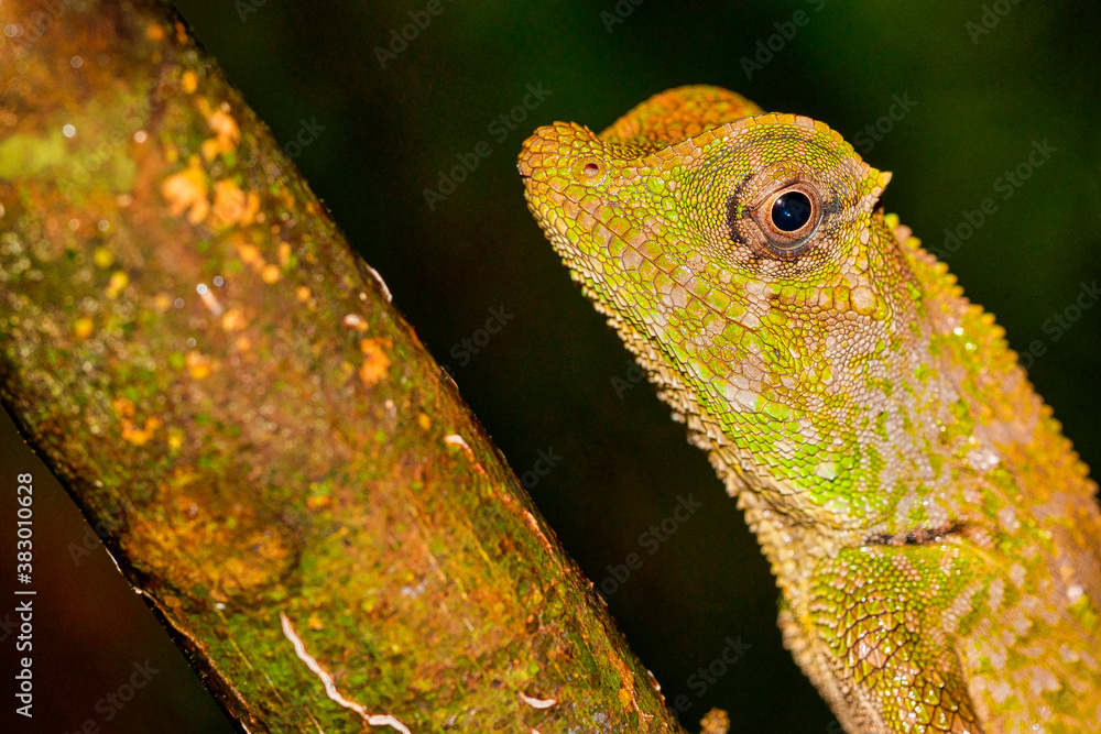 Hump-nosed Lizard, Lyriocephalus scutatus, Sinharaja National Park Rain ...