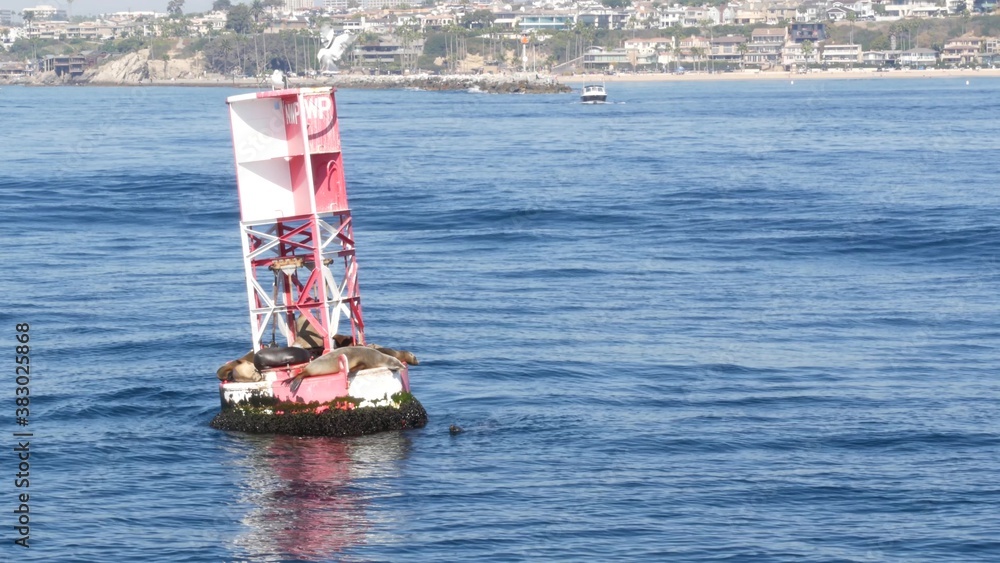 Seals on buoy in pacific ocean, whale watching tour in Newport beach ...