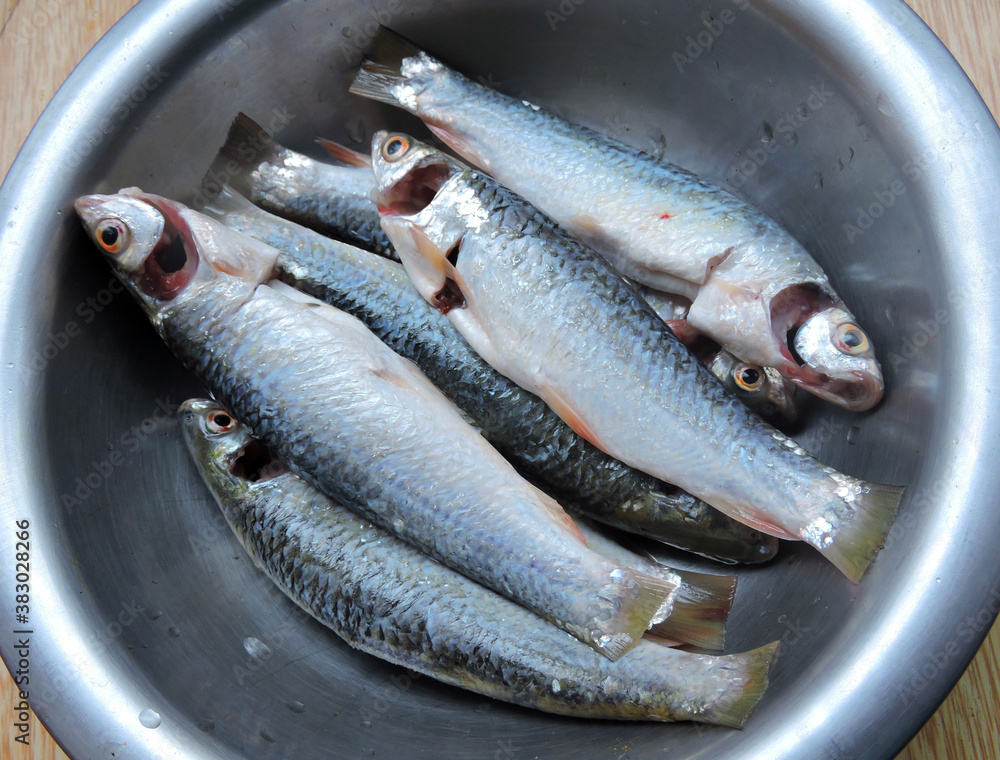 Foto Stock Labeo bata is a fish in genus Labeo. It is in the family ...