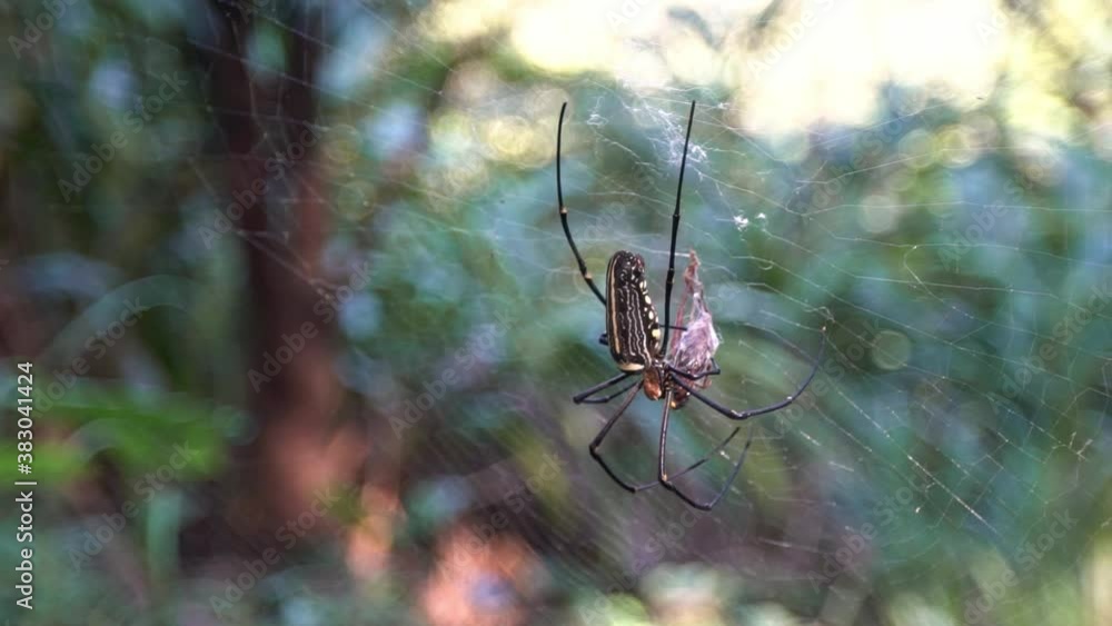 Slow motion of female giant woods spider with its prey and eating it in ...