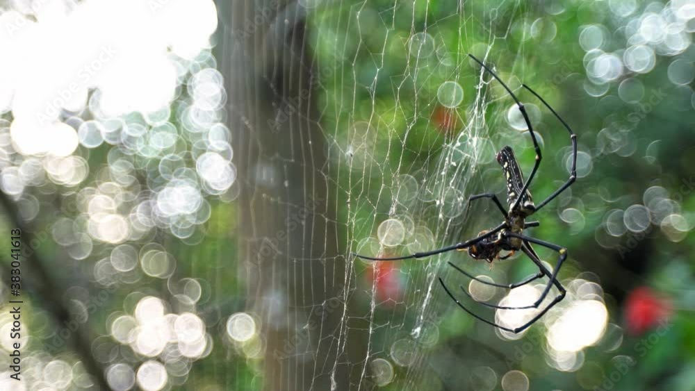 Slow motion of female giant woods spider with its prey and eating it in ...