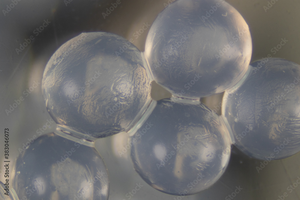 Sodium alginate is a cell wall component of marine brown algae for ...