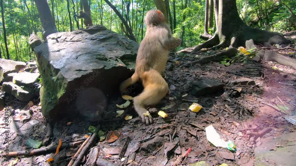 Video Stock Small macaque monkey grabbing banana thrown by tourists in ...