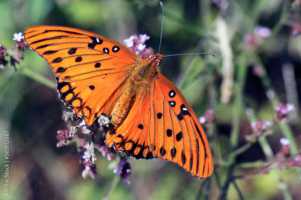 Macro bright orange and black Gulf fritillary butterfly Agraulis ...