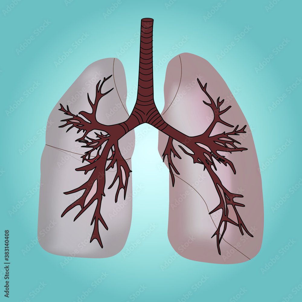 Human lungs and trachea. Anatomy of the pulmonary system, vector, real ...