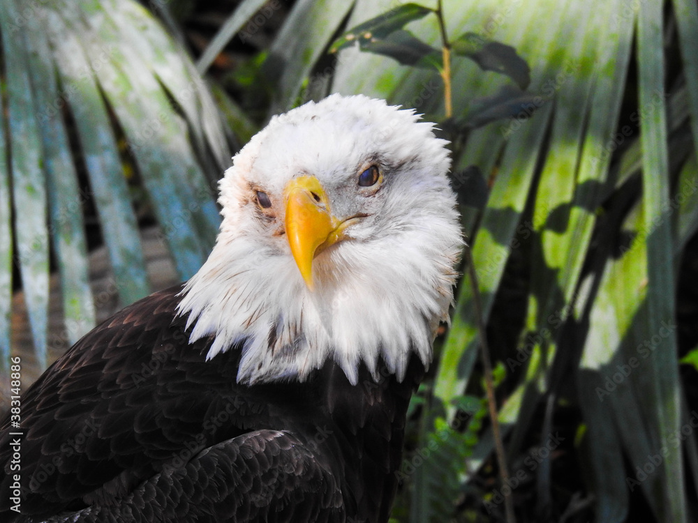 Older bald eagle in front of palm trees Stock Photo | Adobe Stock
