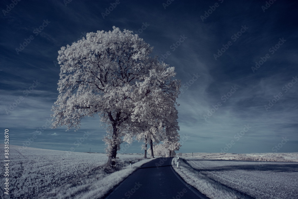 infrared photography - ir photo of landscape with tree under sky with ...