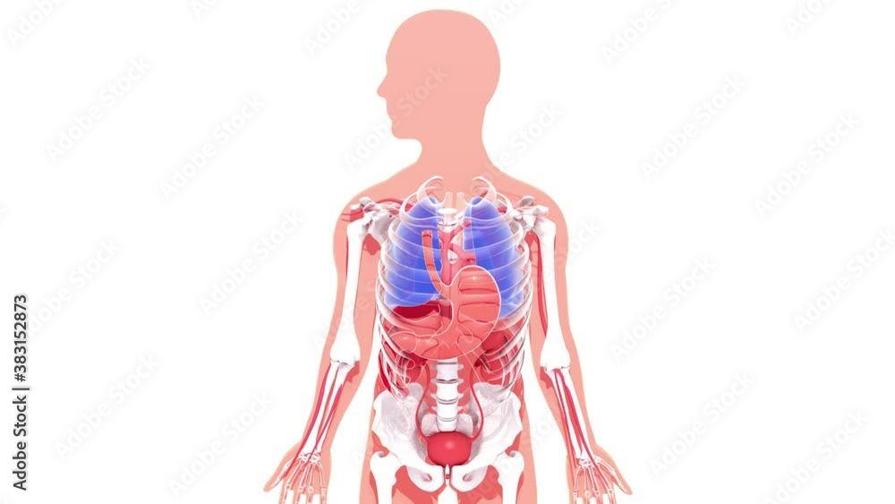 3D animation of transparent human anatomy that rotates on its axis ...