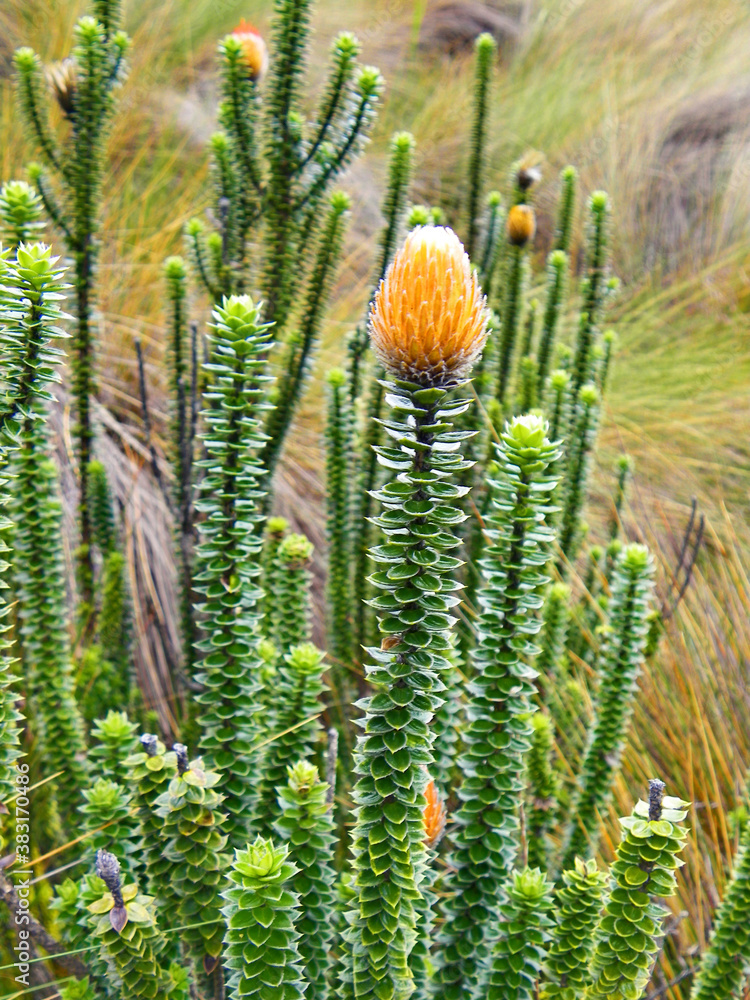 Chuquirahua (Chuquiraga jussieui) flower of Andes, is a native species ...