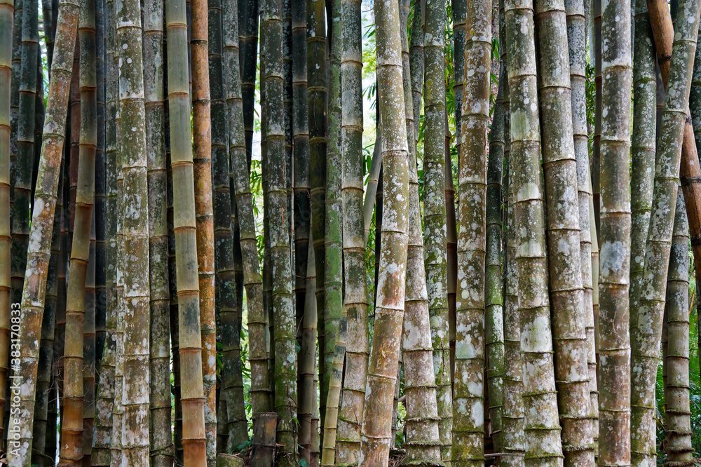 Foto de Giant bamboo or dragon bamboo (Dendrocalamus giganteus), Rio de ...