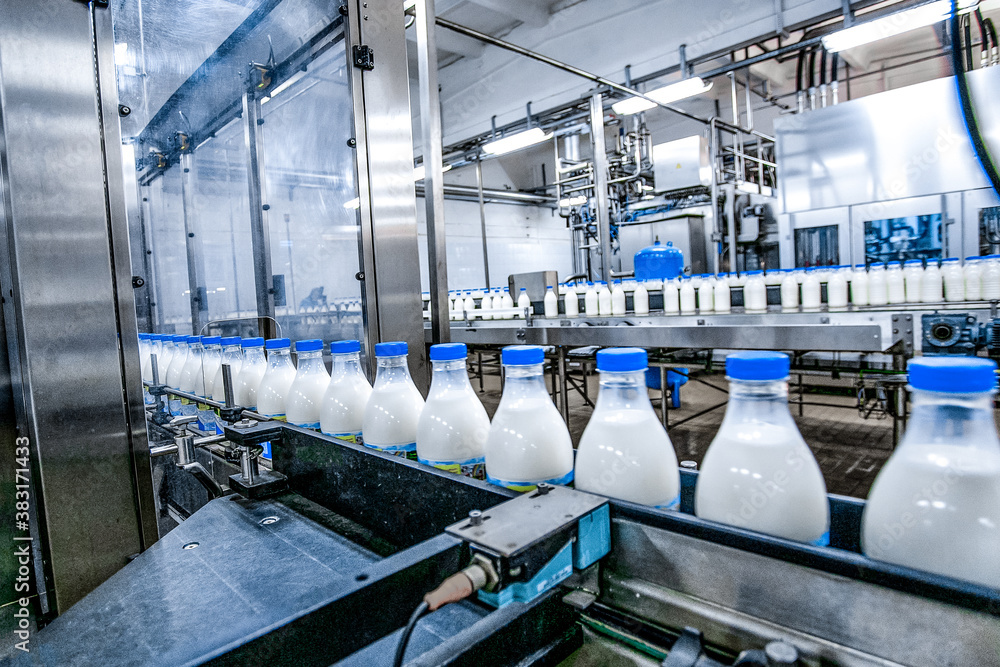 Milk - dairy - production at factory. White bottles with going through ...