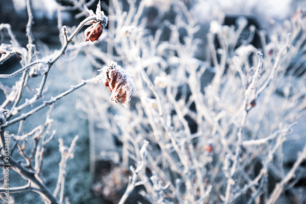 Rose flower plant covered in ice frost or snow as a cold fall, winter ...