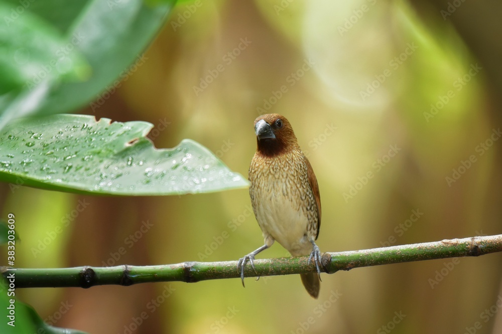Foto de Adult color is light brown, rump, covered hair, base of tail ...