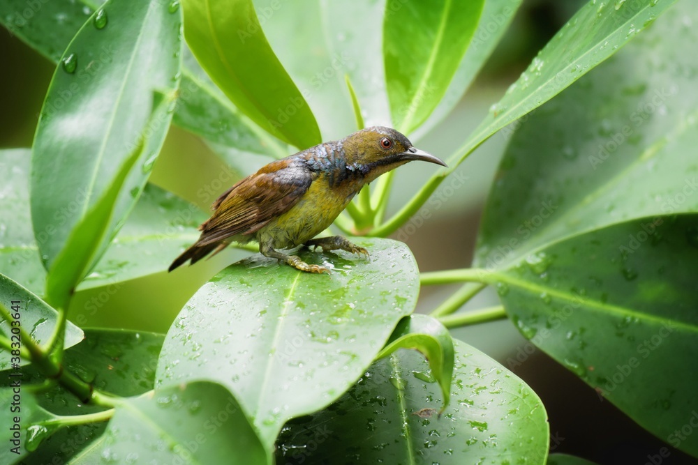 Head to upper back, dark green, glossy Beside the cheeks and brown neck ...