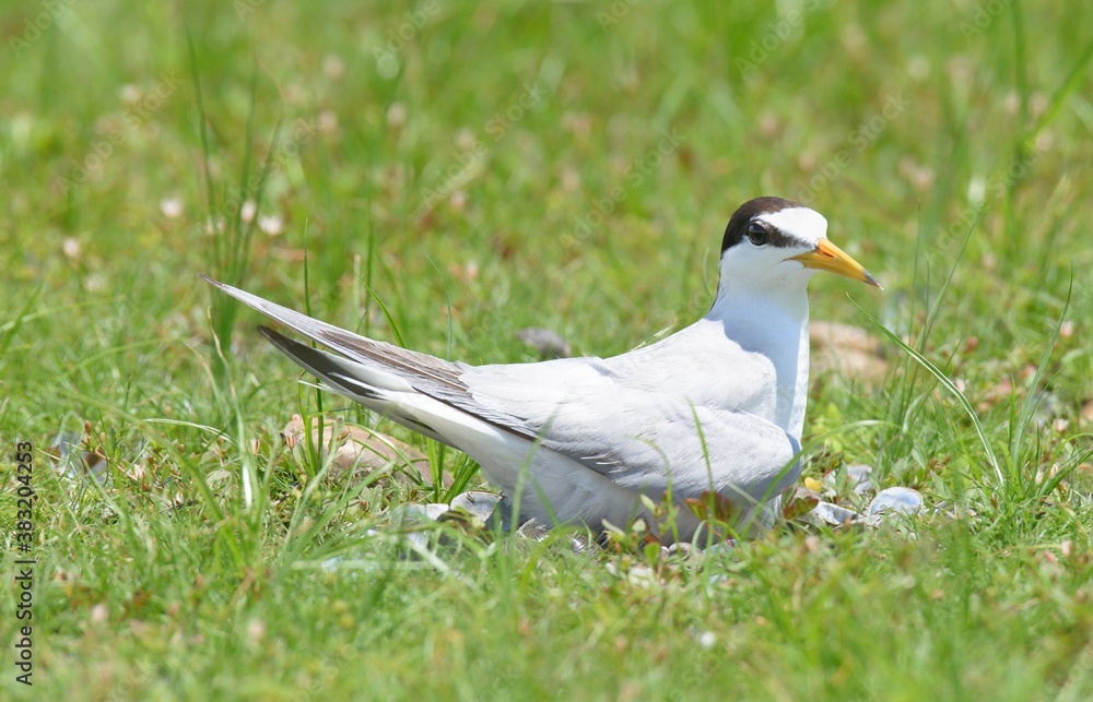 Very small, black mouth, fontanel and occiput, black upper body light ...