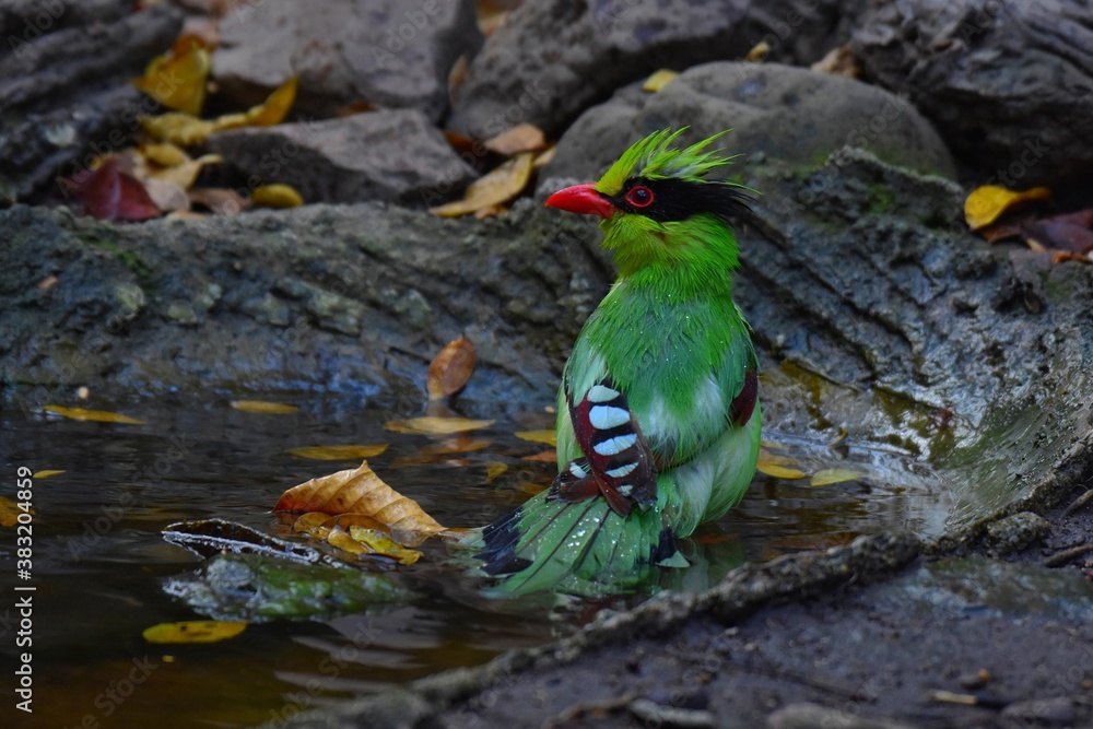 Black eye stripe, mouth, skin around the eye, shin and bright red feet ...