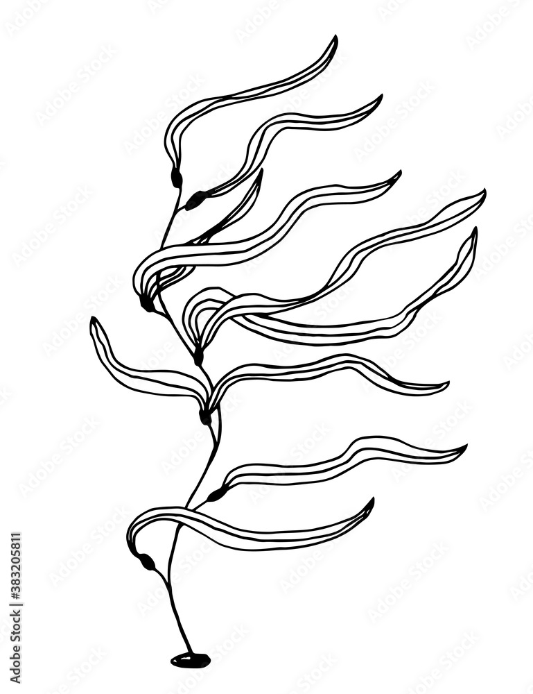 Hand-drawn vector drawing in black outline. Sea kelp isolated on white ...