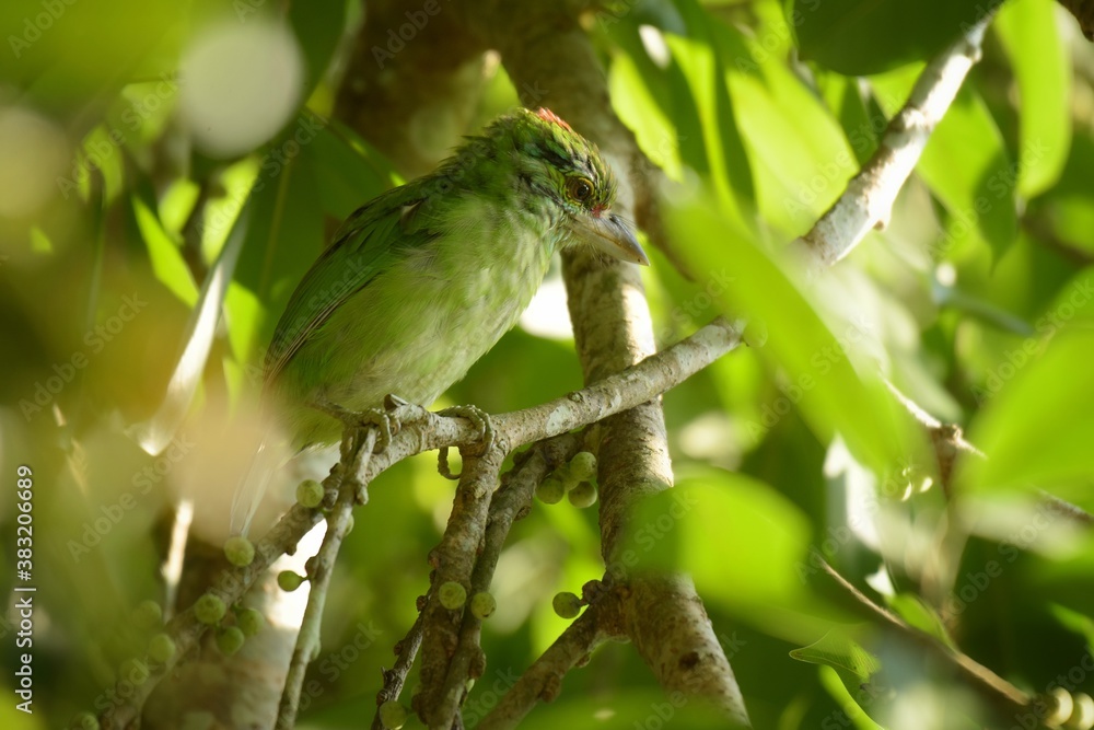 The crown is green, blue face and neck, but lighter than Pomeranian ...