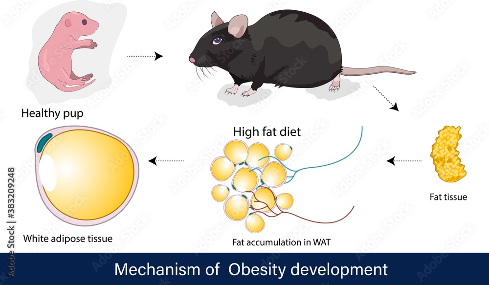 Stages of obesity. vector illustration of pathogenesis of obesity Rat ...