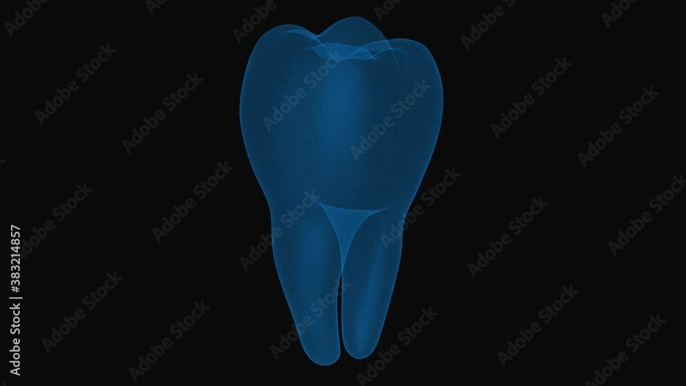 Tooth x-ray concept. 3d wireframe tooth. Loop rotation on black ...