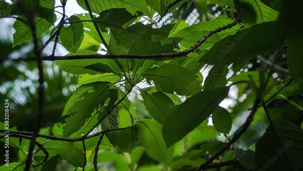 Kratom is a tree. The leaves are used as a recreational drug and as ...