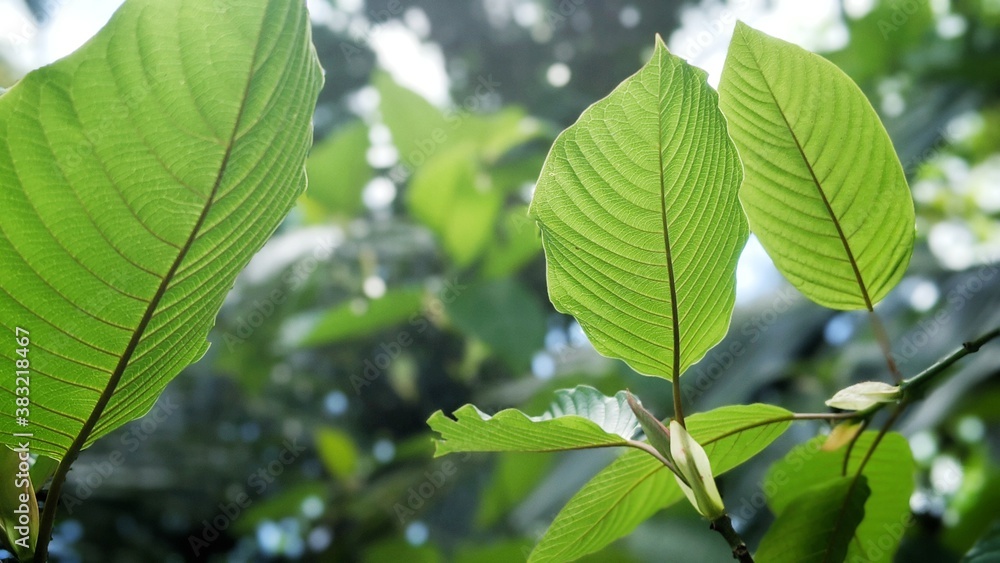 Kratom is a tree. The leaves are used as a recreational drug and as ...