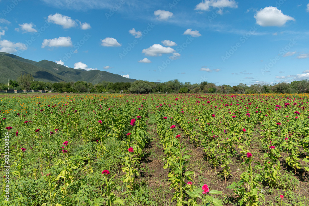 Sembradío de flores de cempasúchil y mano de león, son tradicionalmente ...