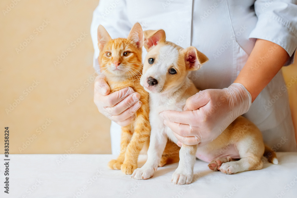 Vet examining dog and cat. Puppy and kitten at veterinarian doctor ...