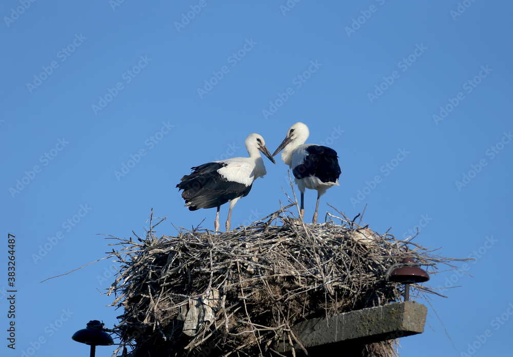 Two large chicks of the white stork are photographed close-up in the ...