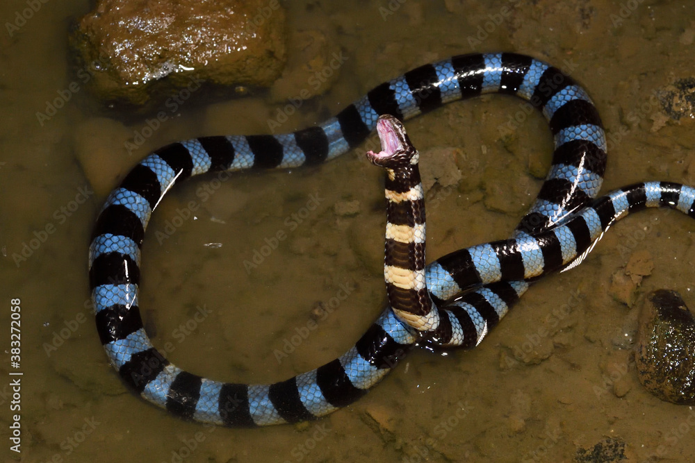 Blue Banded Sea Snake