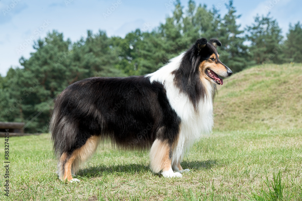 Purebred black sable white long haired rough collie standing outdoors ...