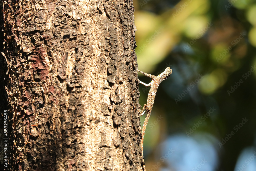 Indian Flying Lizard, Draco Dussumieri, Bondla Wildlife Sanctuary, Goa ...