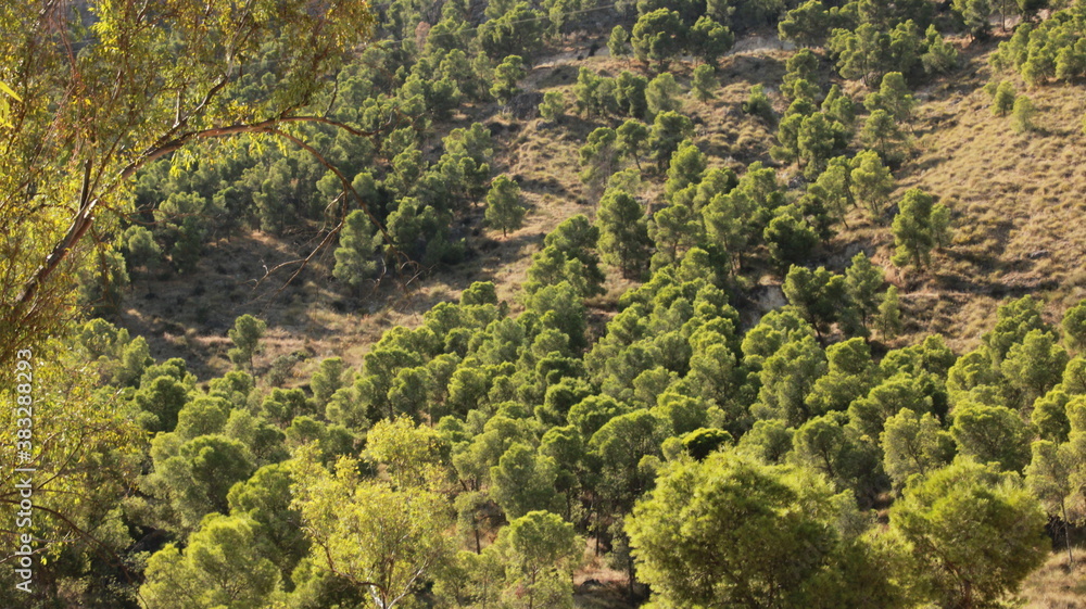 árboles en el monte Stock Photo | Adobe Stock